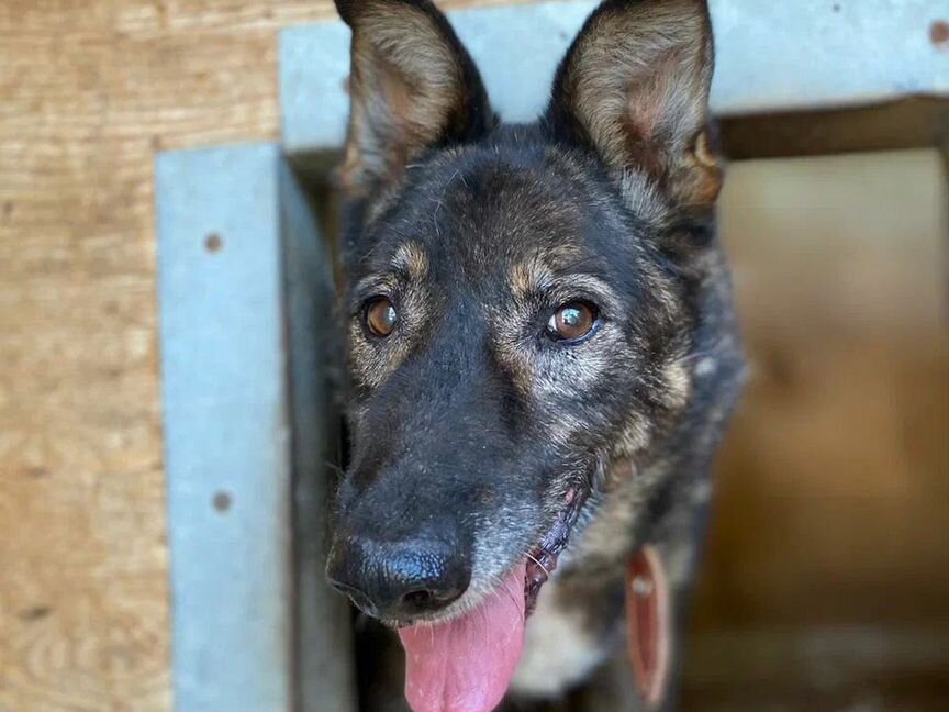 Собака из приюта в добрые руки