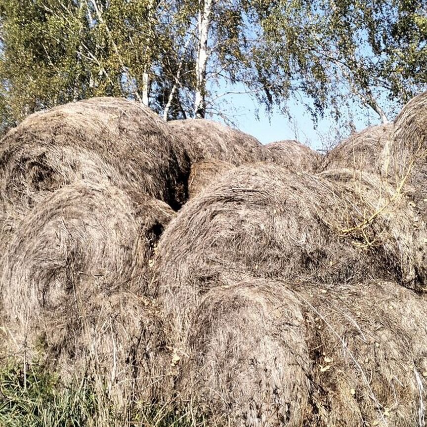 Продам сено в рулонах