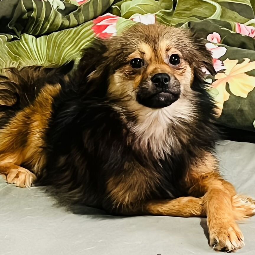 Взрослая собака в добрые руки