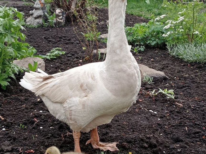 Гусиное инкубационное яйцо