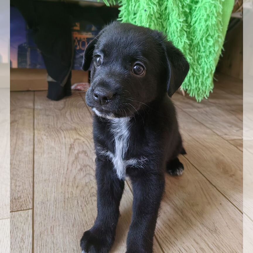 Щенок в добрые руки