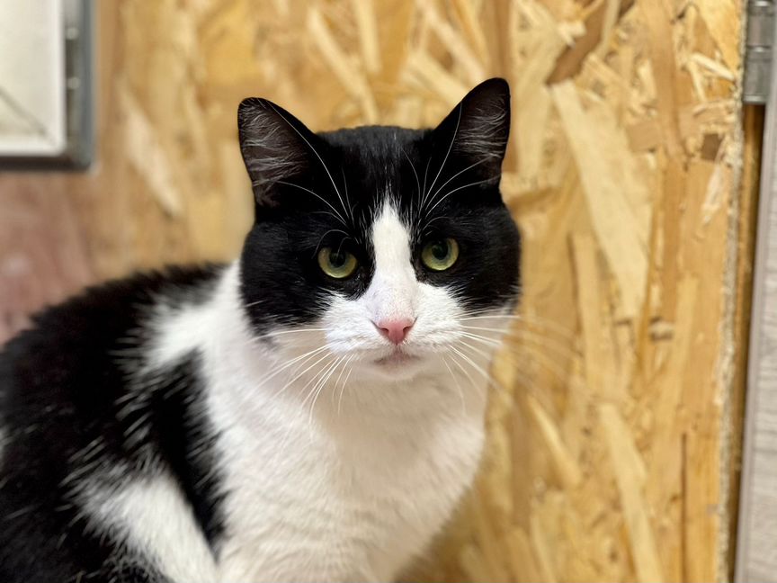 Кот в семью в добрые руки