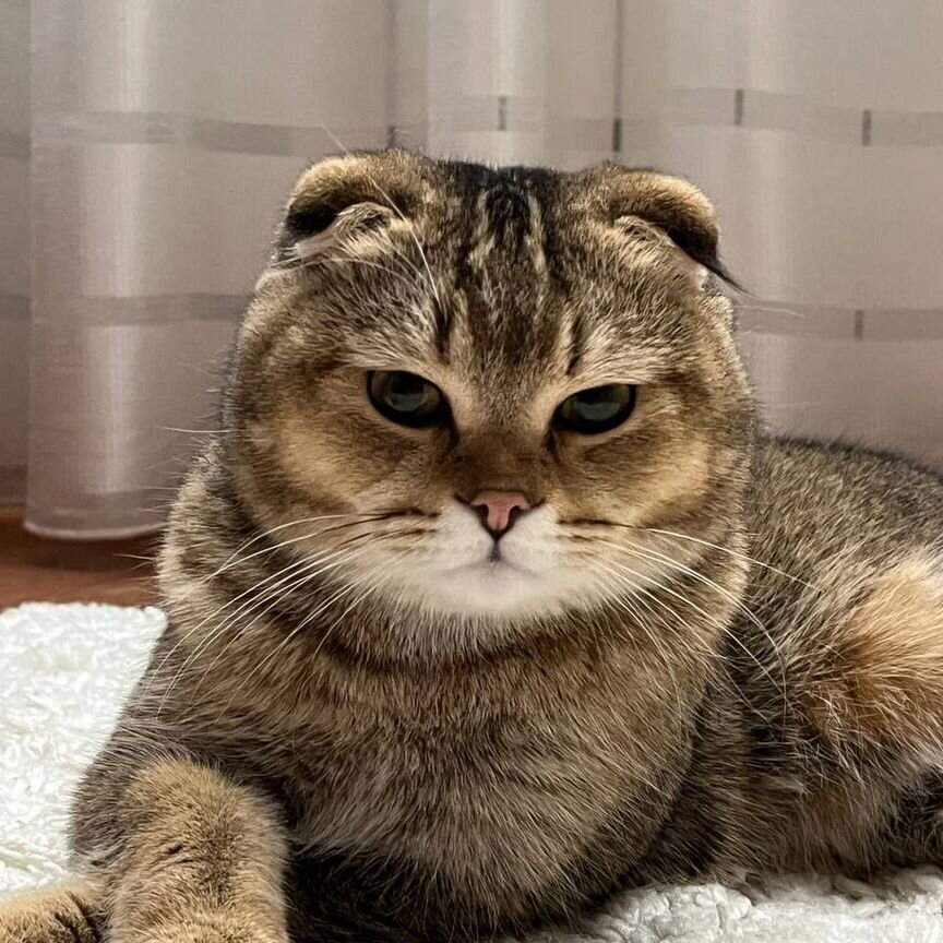 Кот Вязка Шотландец вислоухий