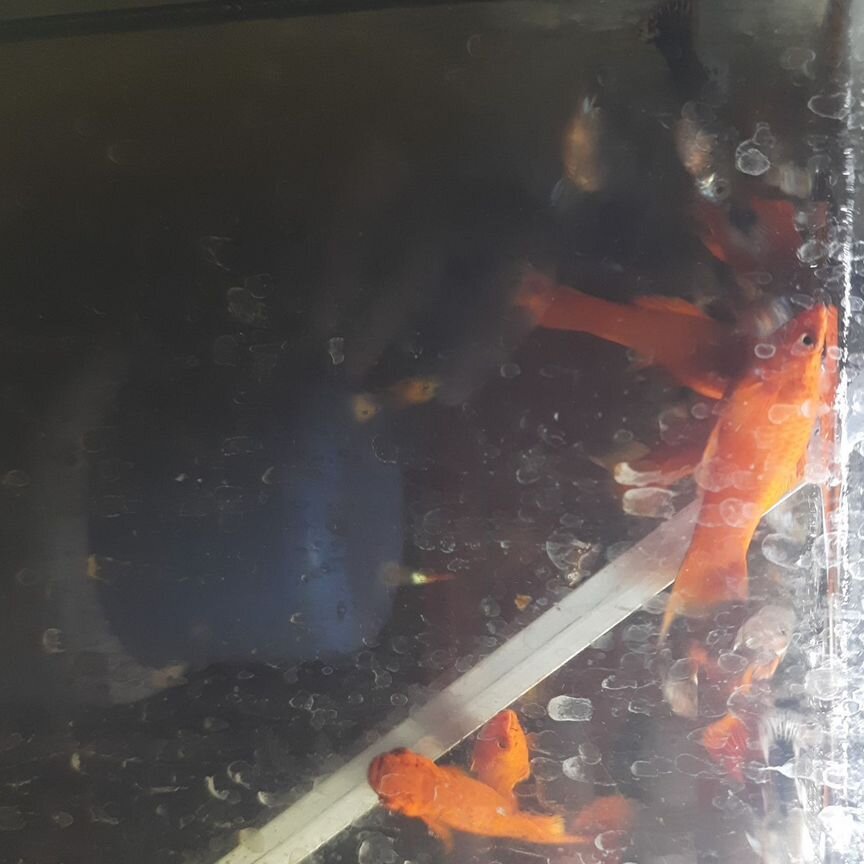 Аквариумные рыбки