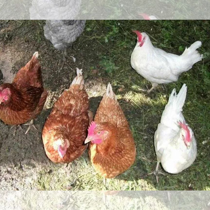 Куры несушки