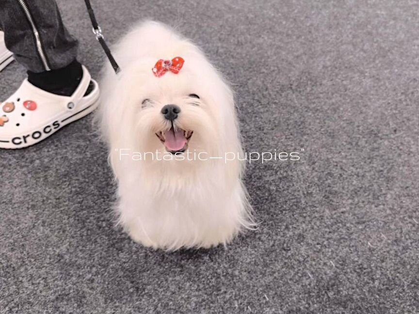 Мальтезе мини вязка