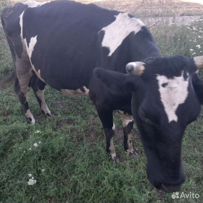 Продам корову