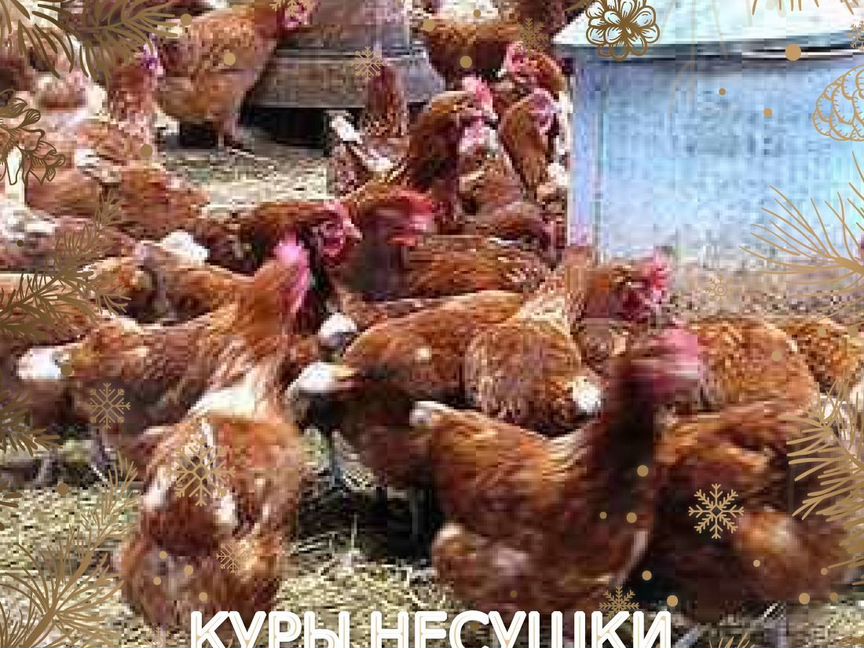 Куры фермерские