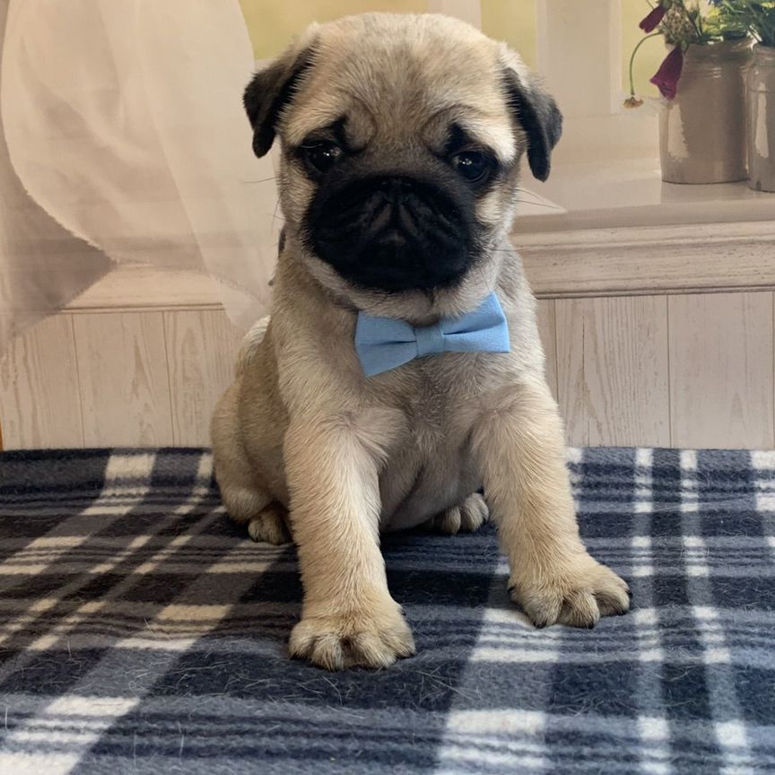 Мопс маленький джентельмен