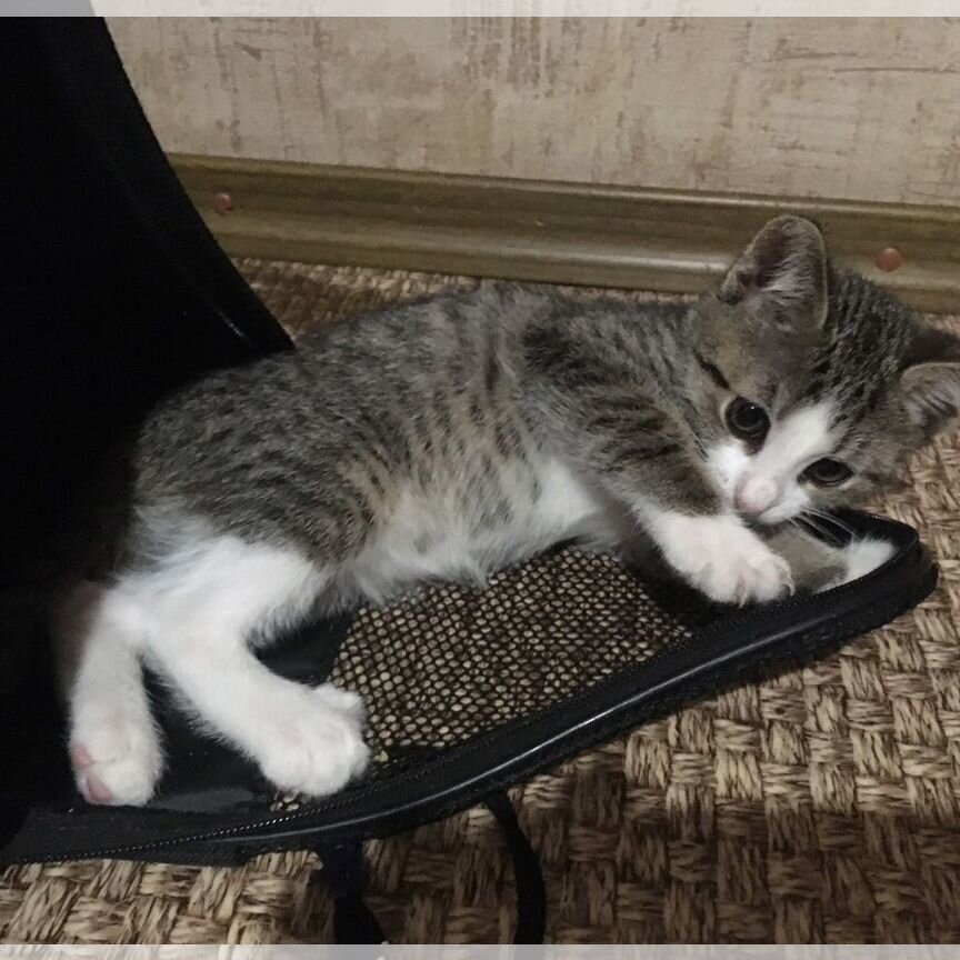 Котята только в любящие руки