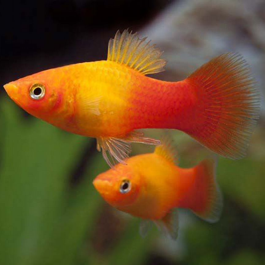 Аквариумная рыба Пецилия