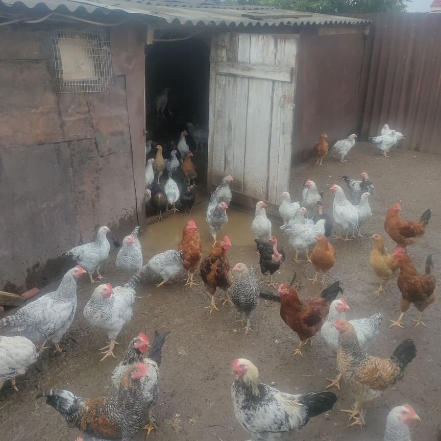 Домашняя птица