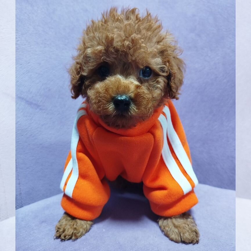 Пудель, щенок