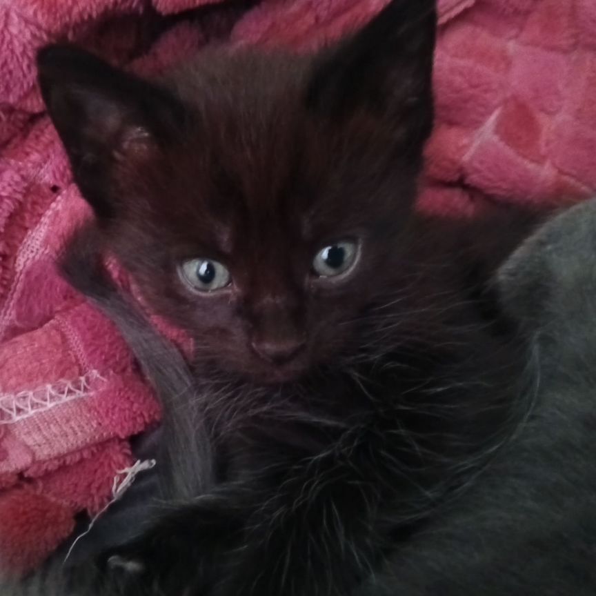 Котята в добрые руки бесплатно