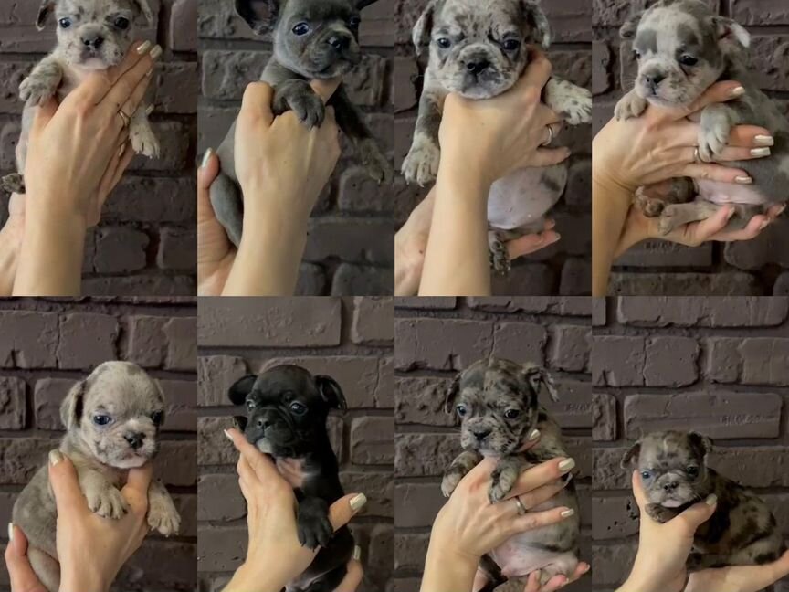 Французский бульдог щенки