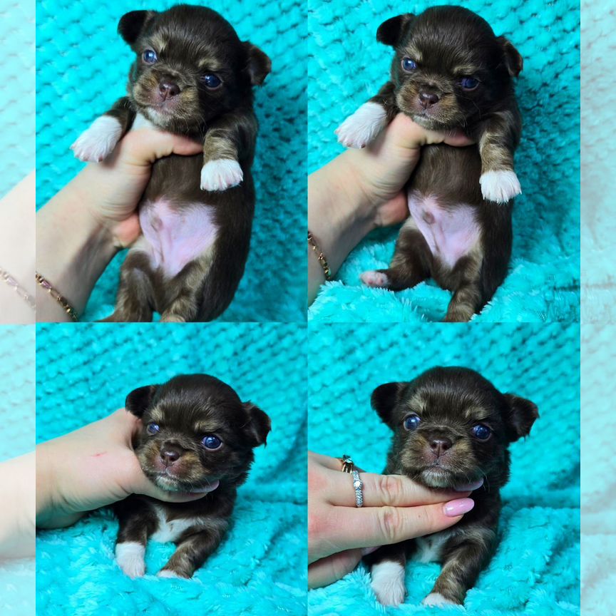 Чихуахуа, щенок