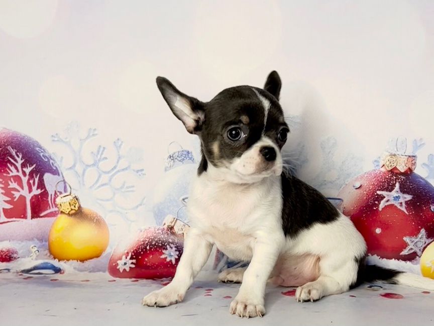 Милый мальчик Чихуахуа