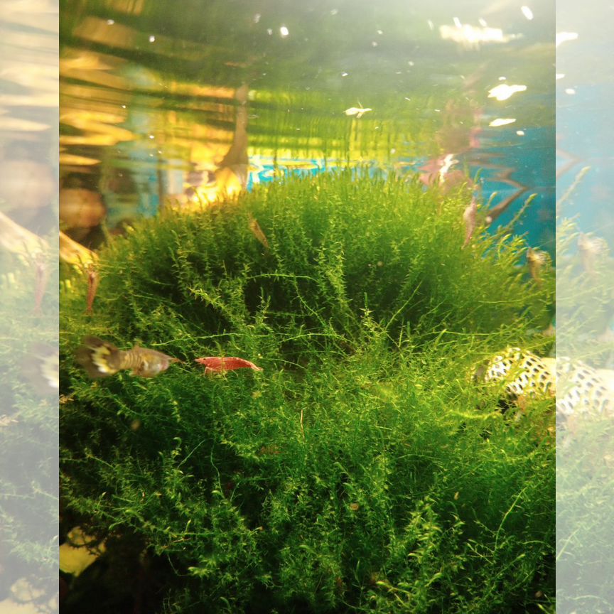 Мох аквариумный