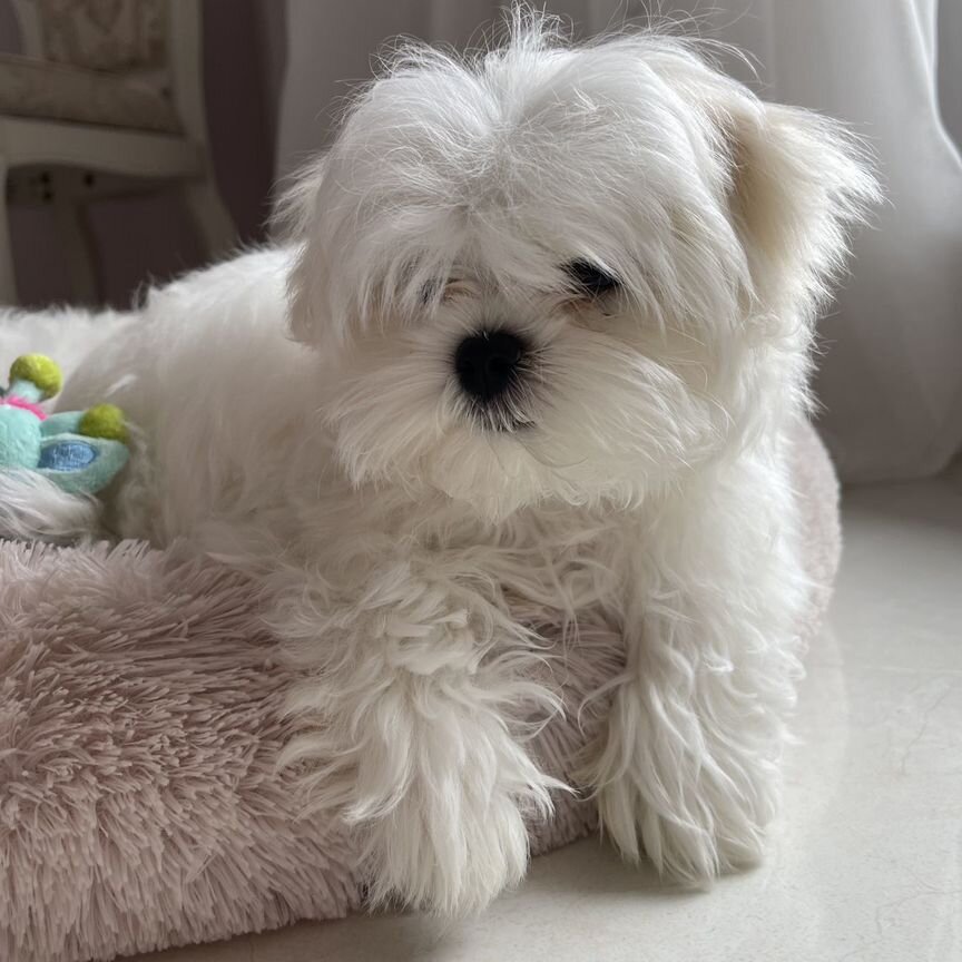 Мальтийская болонка, щенок