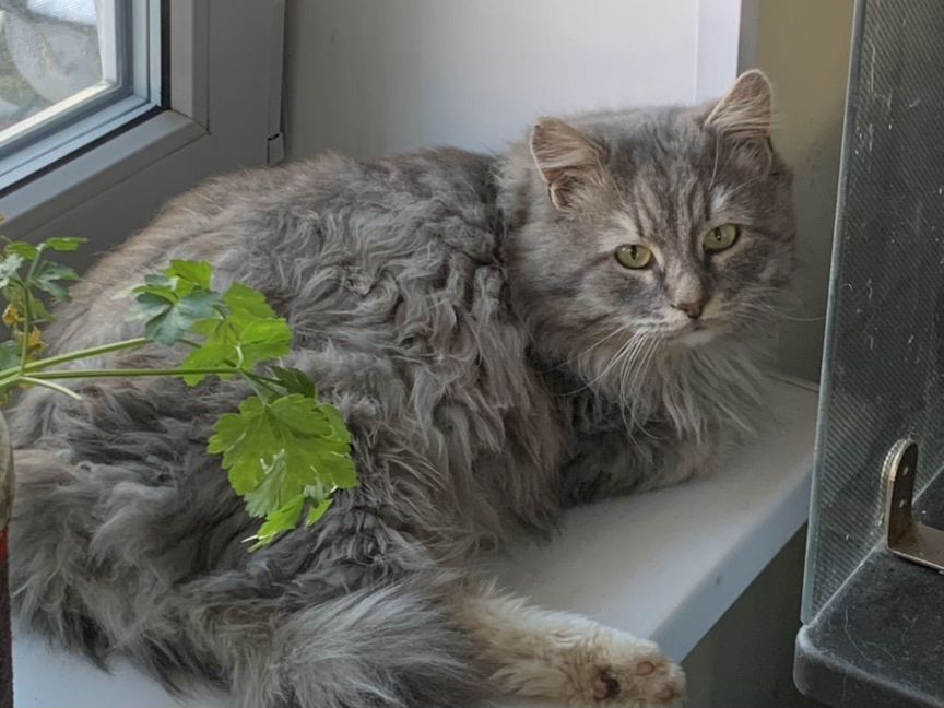 Кот
