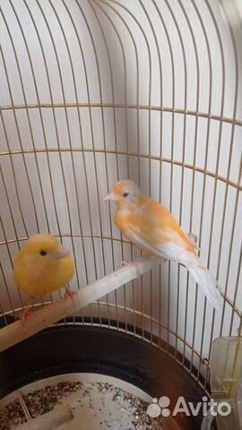 Канарейки