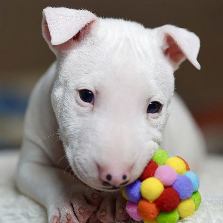 Мини-бультерьер, щенок