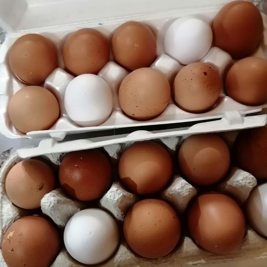 Яйцо