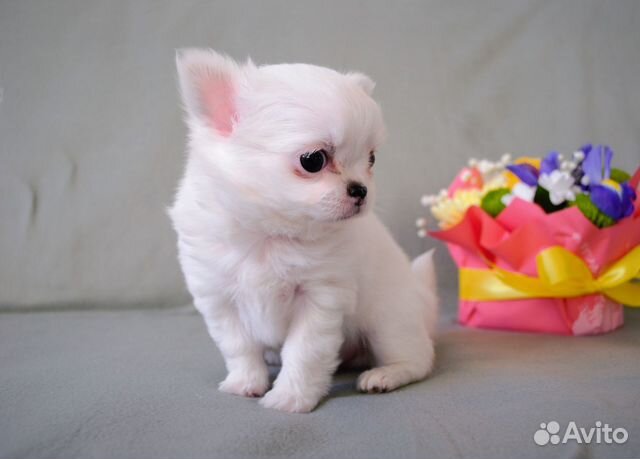 Чихуа Девочка РКФ