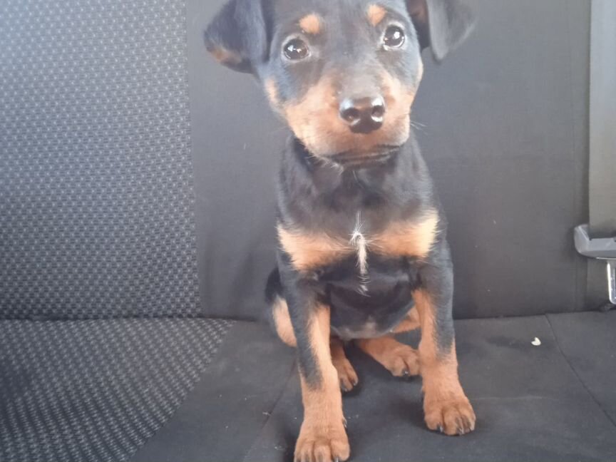 Продам щенка