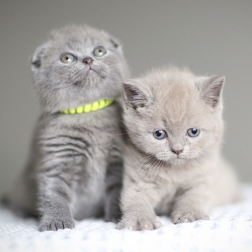 Шотландские котята