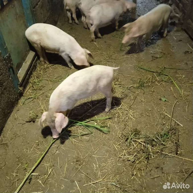 Поросята ландрас дюрок