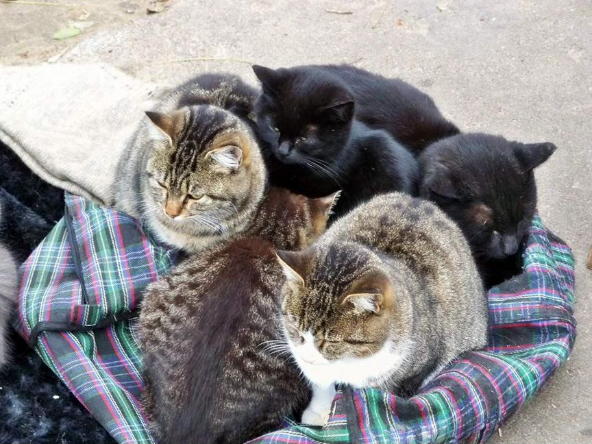 Кошки в тяжёлом положениии