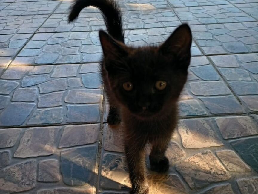 Кошки в добрые руки бесплатно