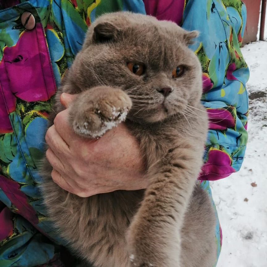 Британский кот Бесплатно
