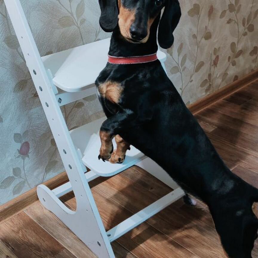 Такса стандартная