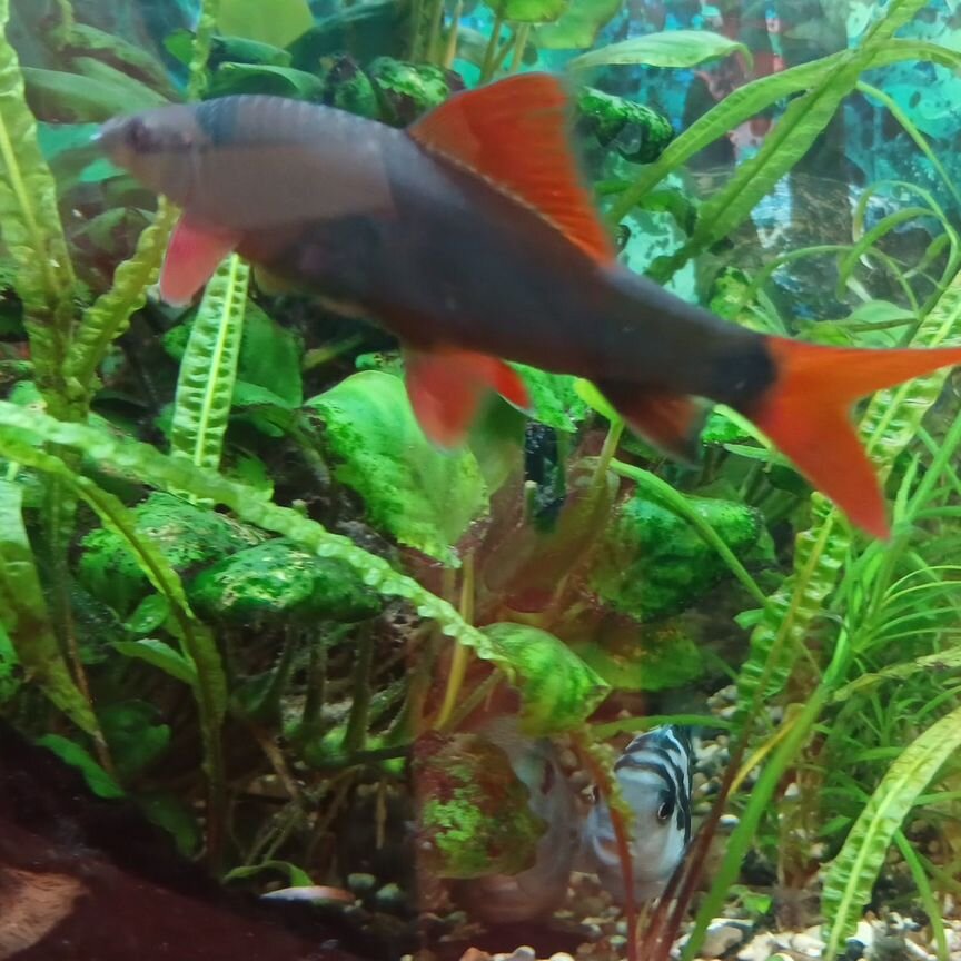 Аквариумные рыбки отдам