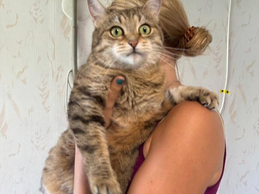 Кошечка Лаура ищет семью