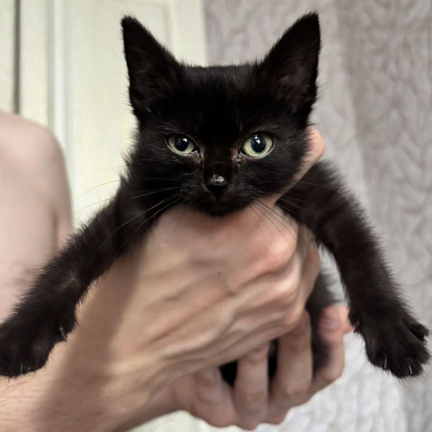 Котик в добрые руки