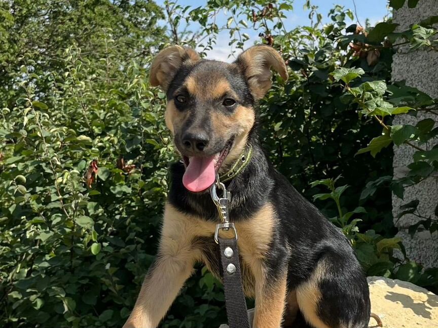 Щенок в добрые руки