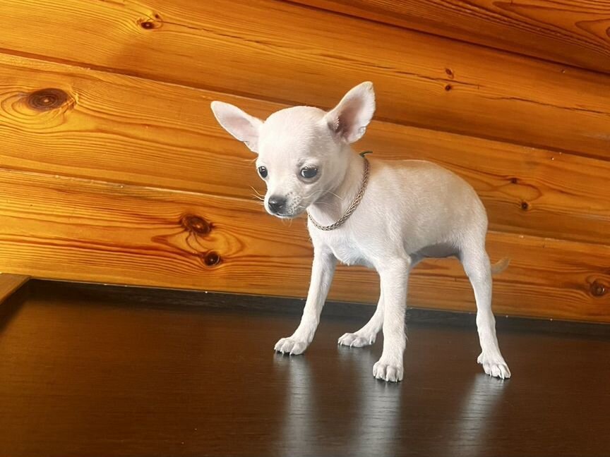 Кукольная малышка от чемпиона породы