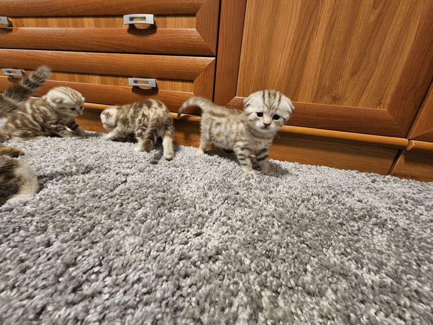 Продаются шотландские вислоухие котята