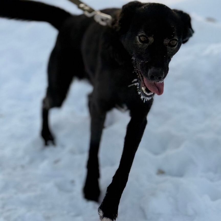 Взрослый пёс в добрые руки