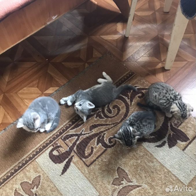 3 бенгальских котят и 1 шотландский