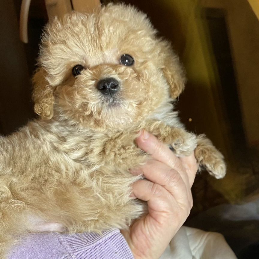 Мальтипу ф1 мини медвежонок