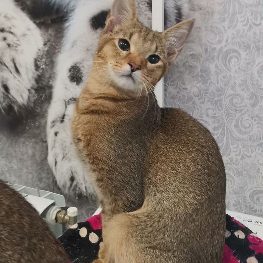 Редкие породы котики