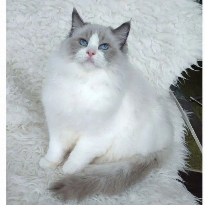 Paco, ласковый мальчик рэгдолл