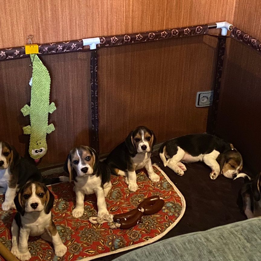 Щенки бигля