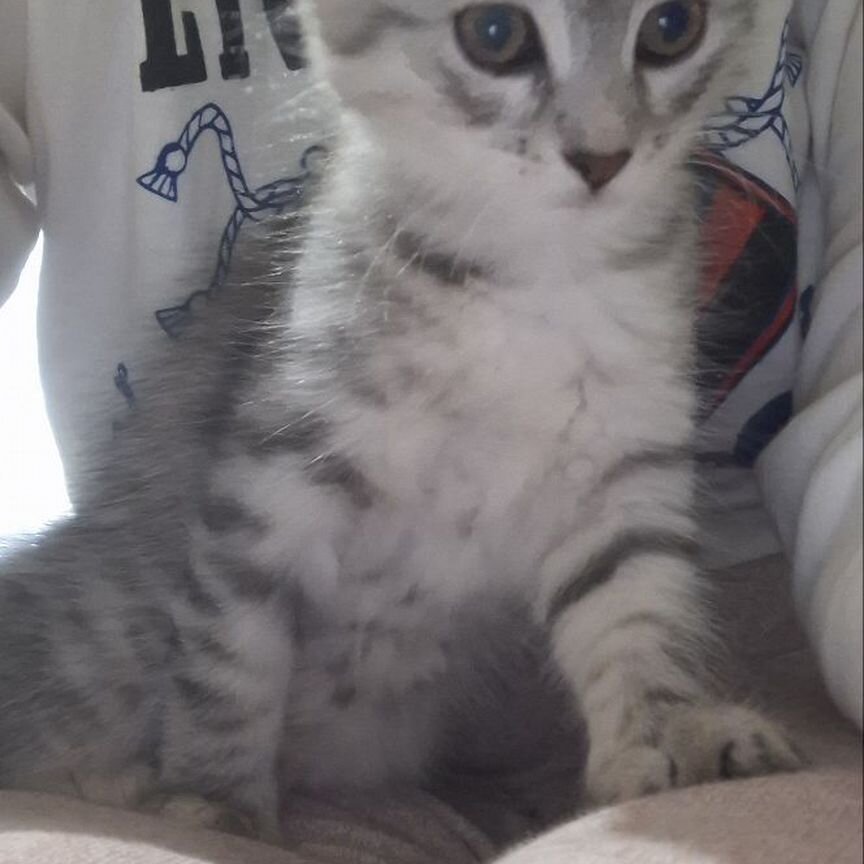 Котик Алекс