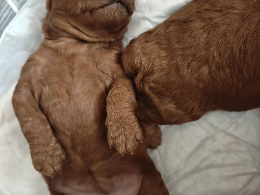 Карликовый пудель