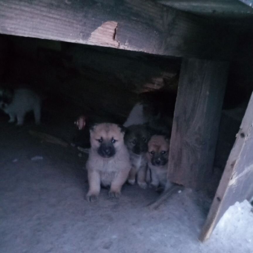 Щенки лайки восточники